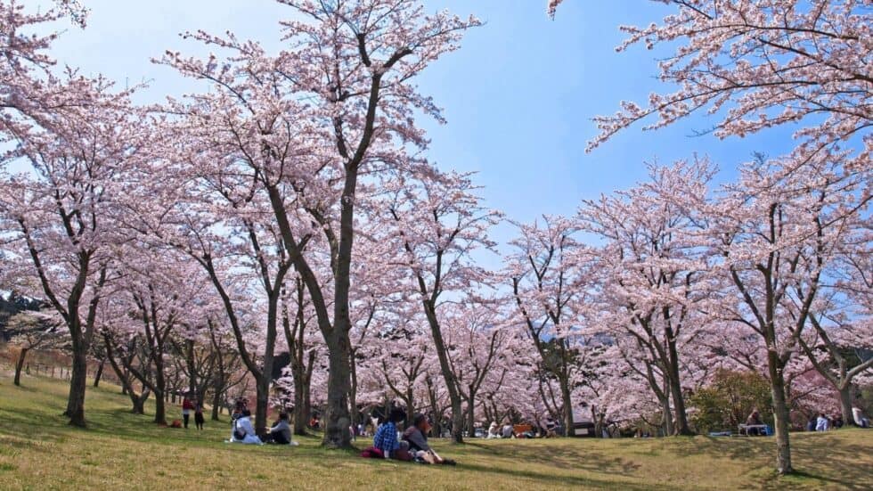 Top 30 Cherry Blossom Festivals In Japan | Ultimate Sakura Events For ...