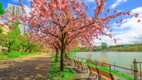 Top 30 Cherry Blossom Festivals In Japan | Ultimate Sakura Events For ...