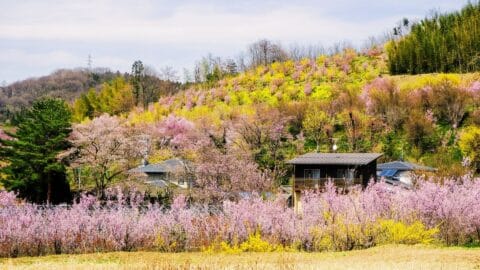 Discover Japan's Cherry Blossom Hikes: 17 Scenic Mountains For Hanami ...