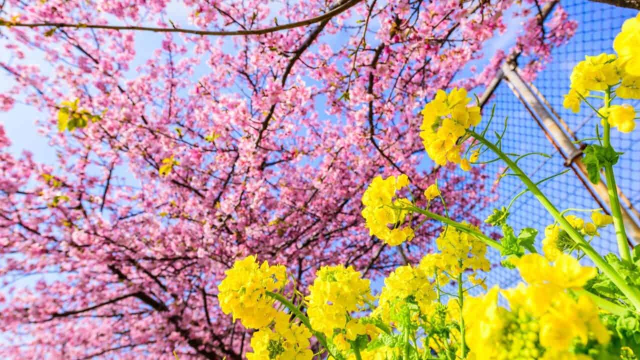 What To Do In Spring In Japan: 17 Best Ways To Enjoy Hanami