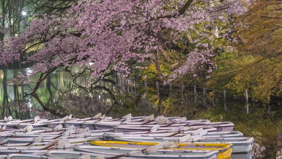 What To Do In Spring In Japan: 17 Best Ways To Enjoy Hanami