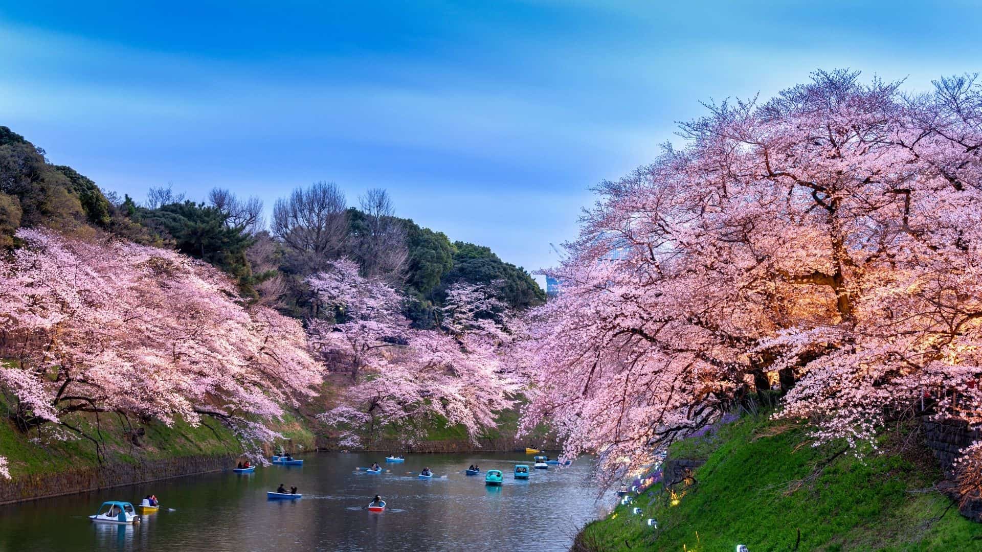 Spring In Japan: Magical Festivals, Cherry Blossoms & More!