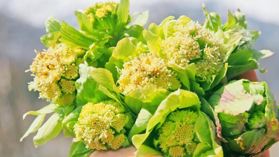 What To Eat In Japan In Spring: 8 Japanese Spring Food Not To Miss