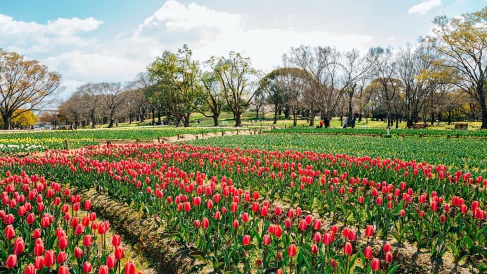 Where To Go In Spring In Japan: Discover The 32 Most Beautiful Places ...