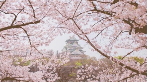 Where To Go In Spring In Japan: Discover The 32 Most Beautiful Places ...