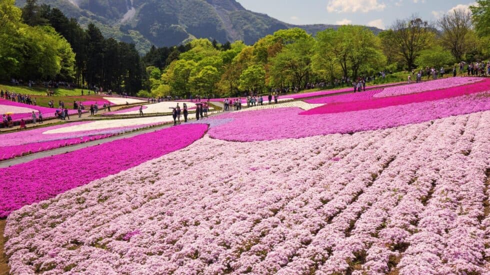 Spring In Japan: Magical Festivals, Cherry Blossoms & More!