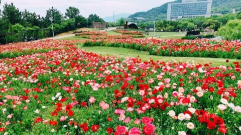 Where To Go In Spring In Japan: Discover The 32 Most Beautiful Places ...