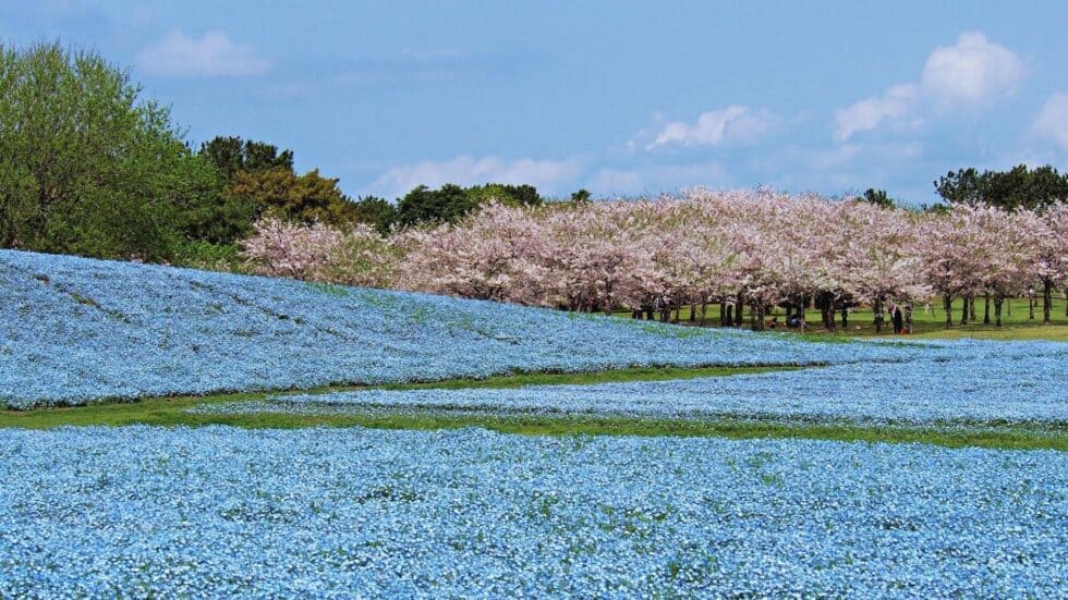 Where To Go In Spring In Japan: Discover The 32 Most Beautiful Places ...