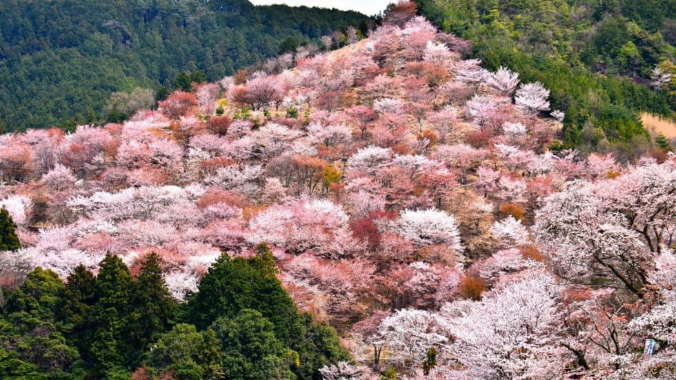 Where To Go In Spring In Japan: Discover The 32 Most Beautiful Places ...