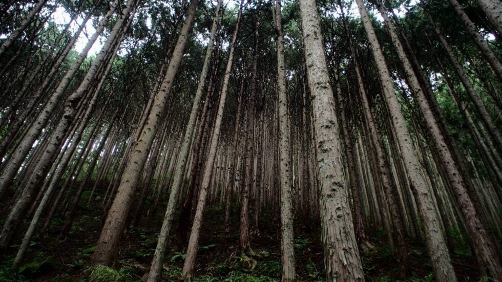 Hiking In Okutama: 9 Okutama Hiking Trails For Lake & Mountains