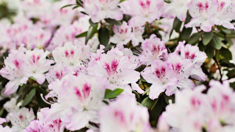 Essential Guide To Azaleas In Japan (with 5 Enchanting Locations To See ...