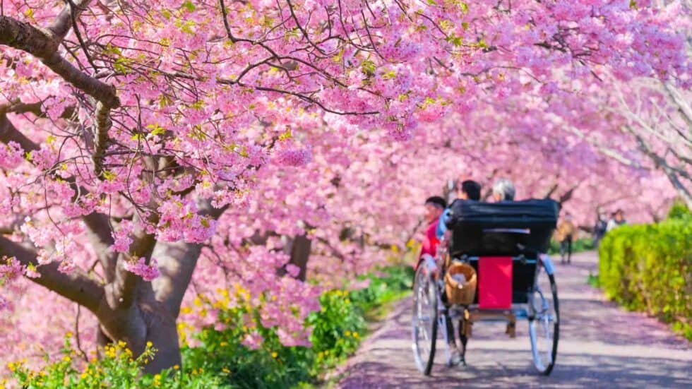 March In Japan: Welcoming Spring With Festivals And Blooms