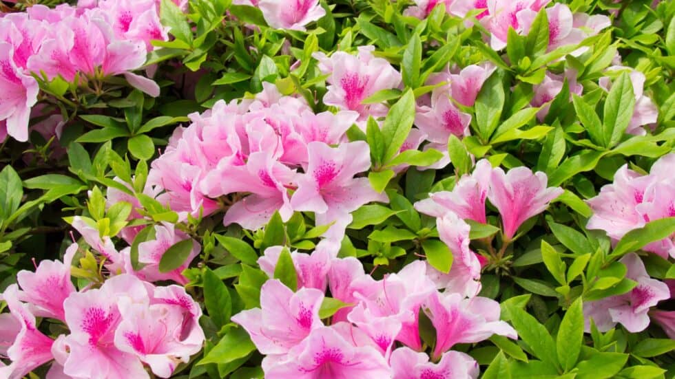 15 Must-See Flowers In Japan: Discover Japan's Stunning Flora