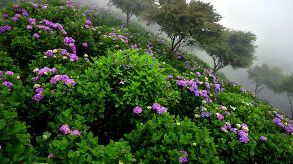15 Must-See Flowers In Japan: Discover Japan's Stunning Flora