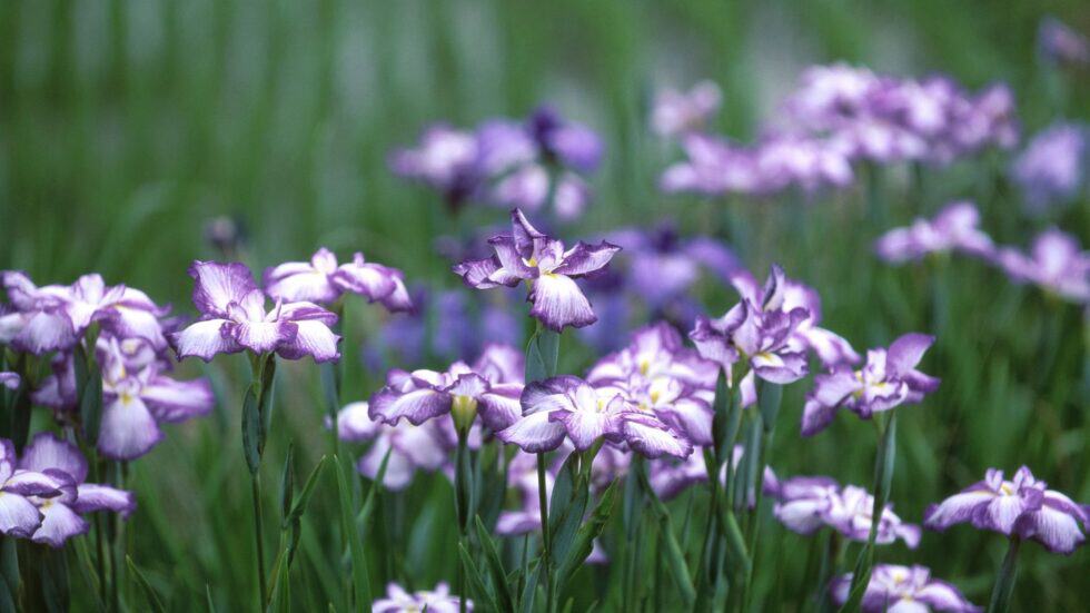15 Must-See Flowers In Japan: Discover Japan's Stunning Flora