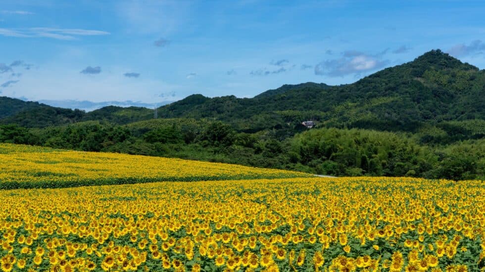 15 Must-See Flowers In Japan: Discover Japan's Stunning Flora