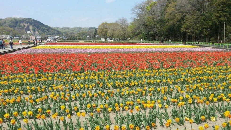 Tulips In Japan: The Best Time And Top 4 Places To See Them