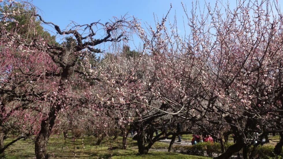 Ume In Japan: Everything You Need To Know About Seeing These Lovely ...