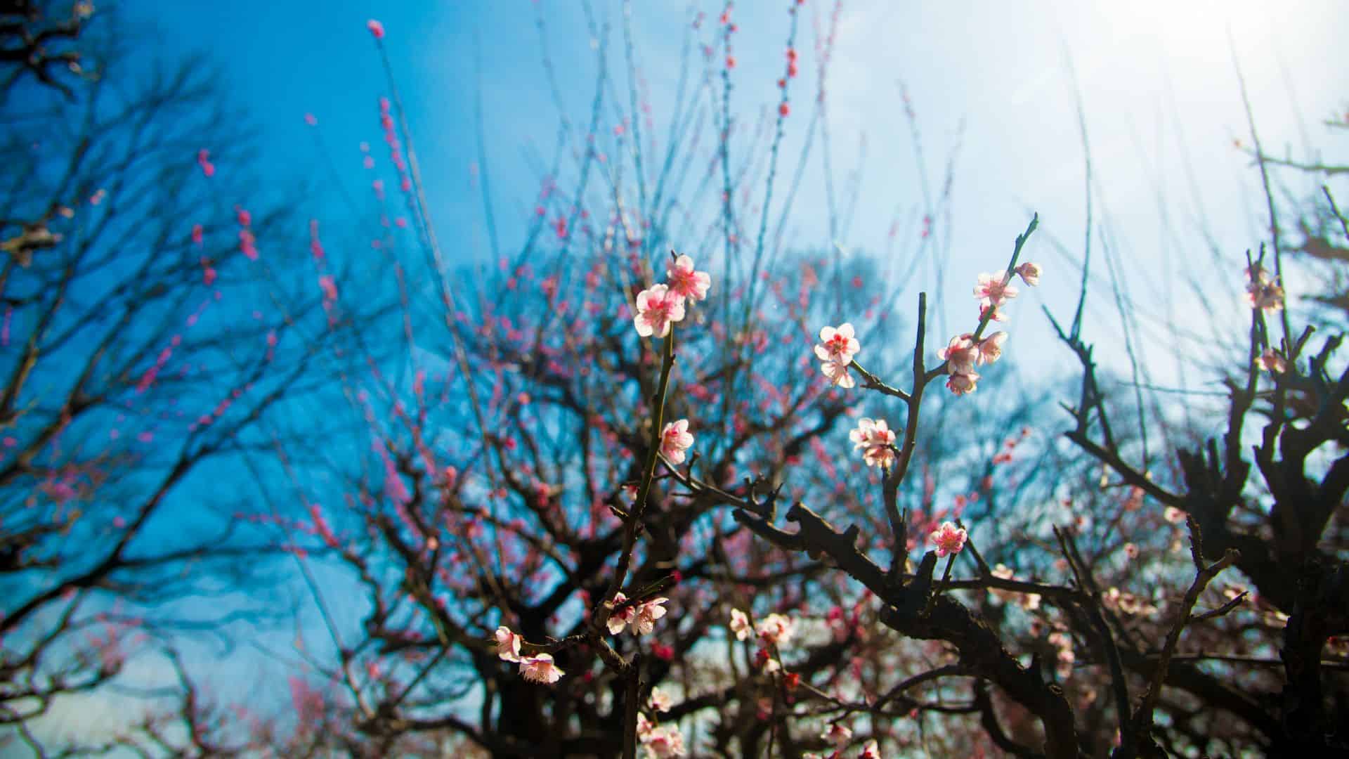 Ume In Japan When And Where To See Japanese Ume