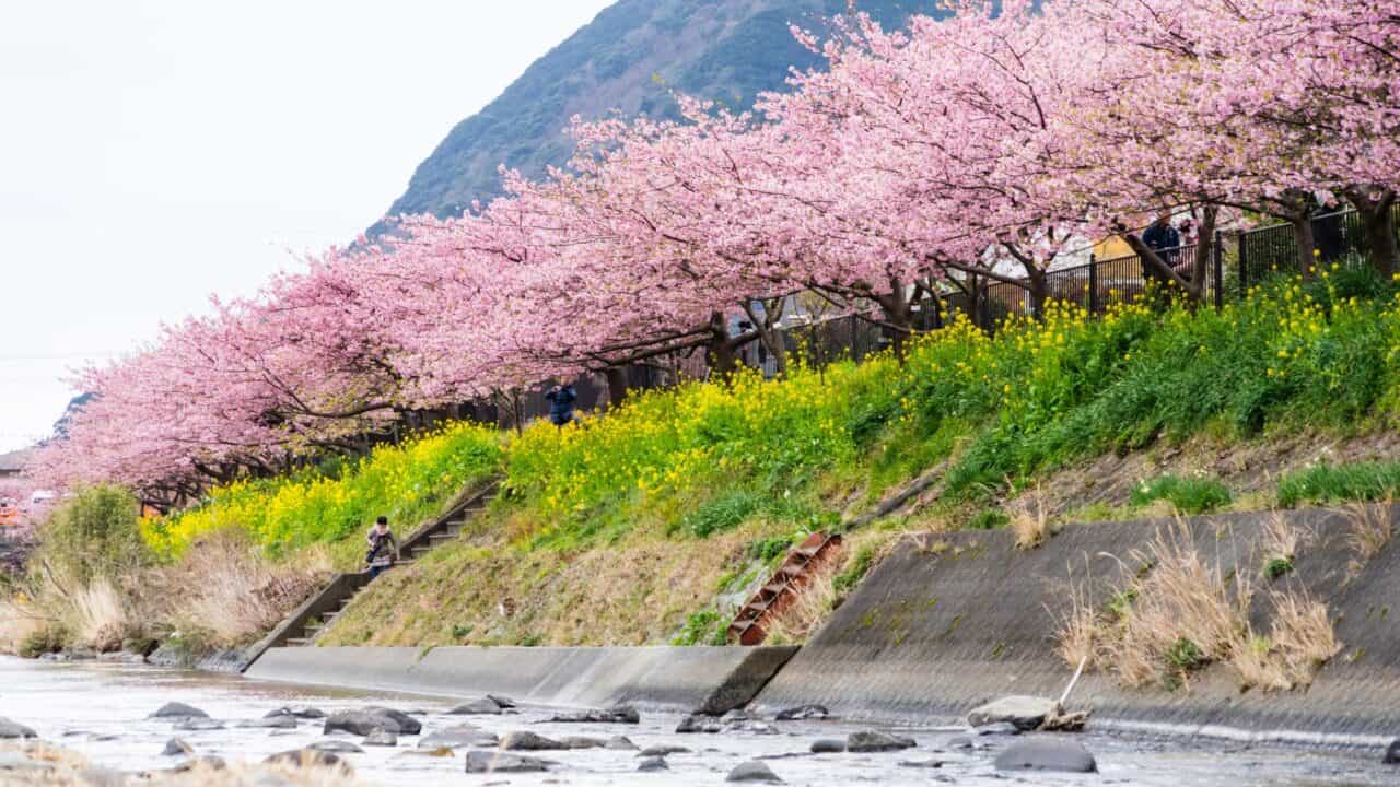 February In Japan: Snowy Wonders And Seasonal Delights