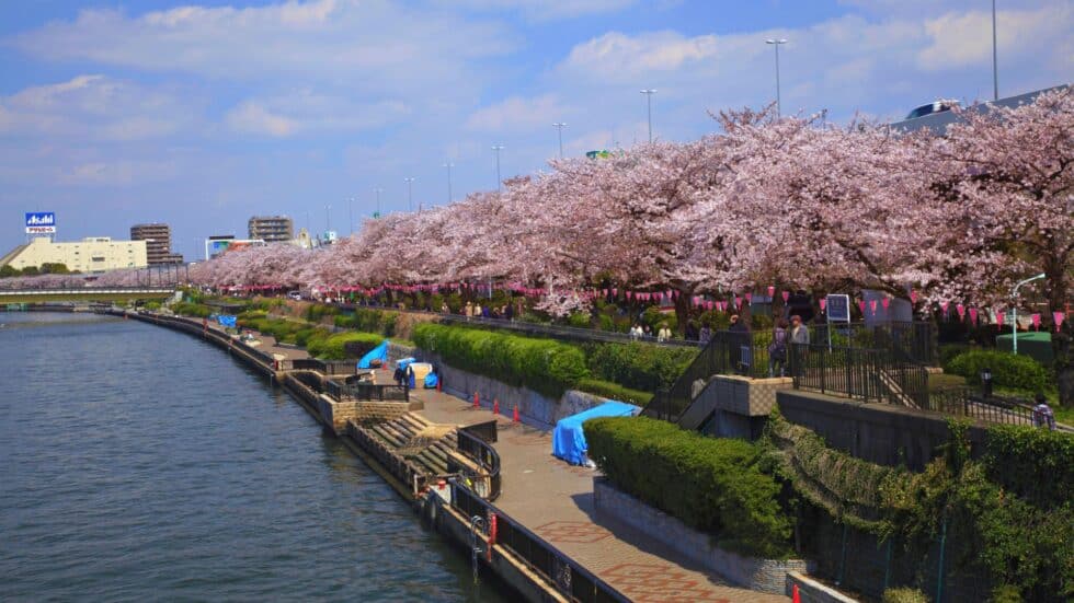 The Ultimate 1-Week Japan Spring Itinerary