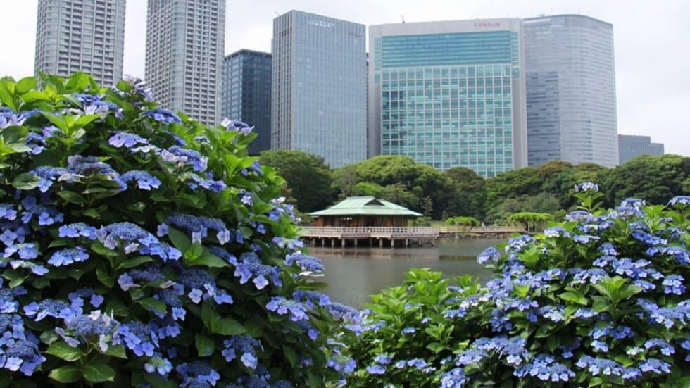 Hydrangeas In Tokyo: Unveiling 21 Prime Spots + Hidden Gems For Ajisai ...