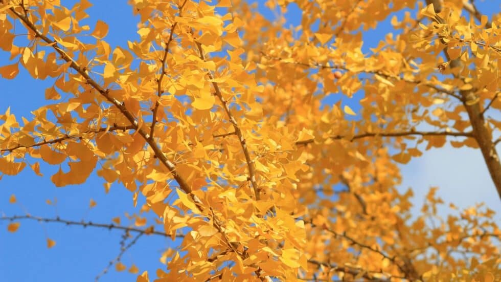 Autumn In Japan: 76 Spots To Enjoy Autumn Leaves (Koyo) From September ...