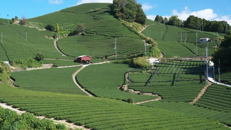 The Ultimate Uji Day Trip: A Guide To Japan's Matcha Capital (2025/2026)