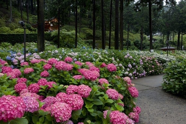 Hydrangeas In Japan: Best Time And Top 5 Places To See Them Bloom