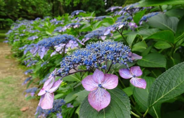 Hydrangeas In Tokyo: Unveiling 21 Prime Spots + Hidden Gems For Ajisai ...