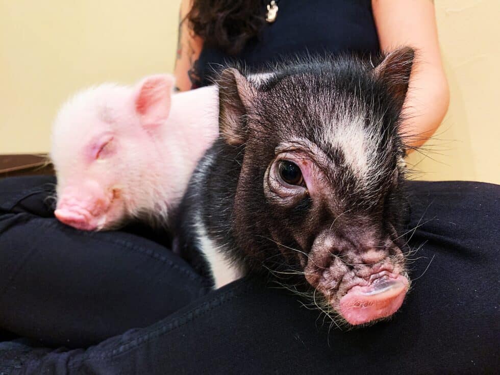 Discover Adorable Micro Pigs At Mipig Cafe In Harajuku!