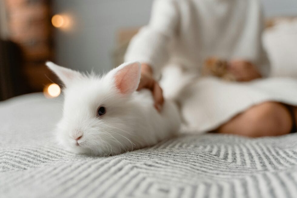 9 Unique Animal Cafes In Japan