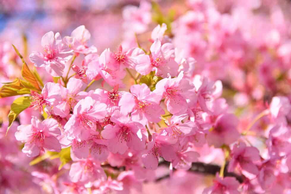 Types Of Sakura: 5 Of Japan’s Prettiest Cherry Blossoms