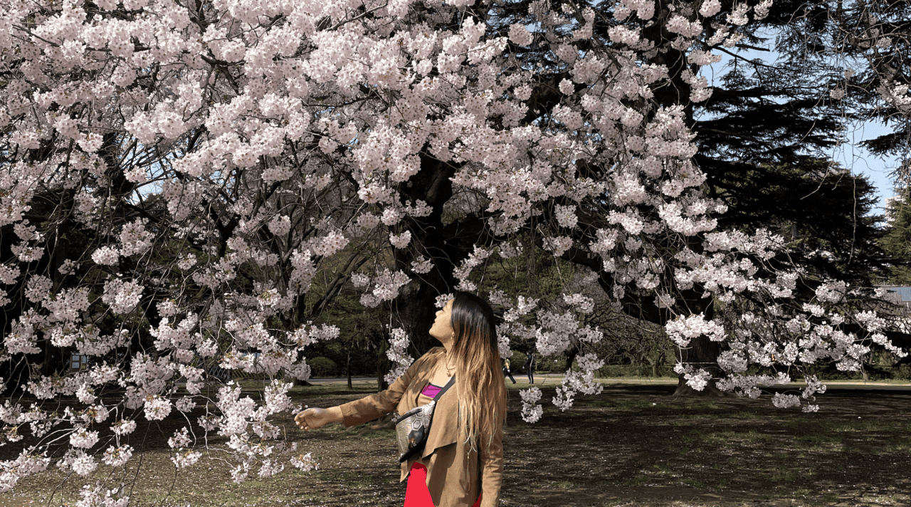 Sakura Through Seasons: Year-Round Cherry Blossom Magic