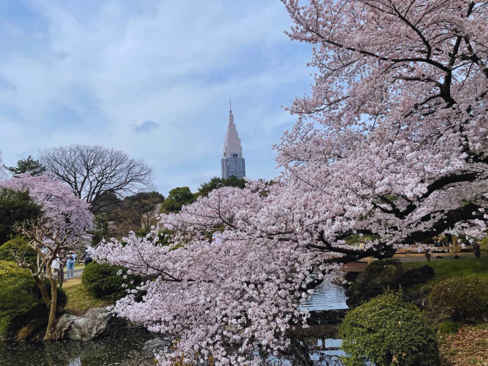 The Ultimate 1-Week Japan Spring Itinerary